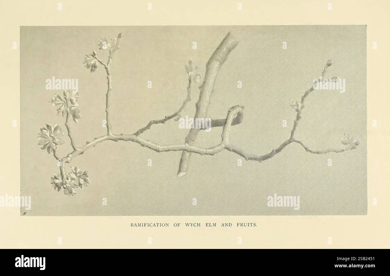 British trees London, Hutchinson,1907. Great Britain, trees Stock Photo ...