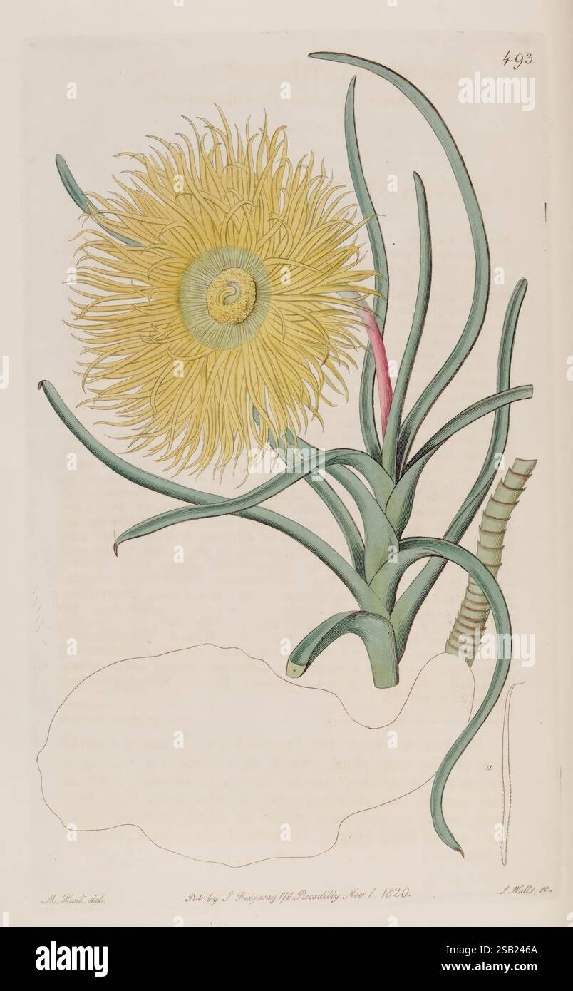 The Botanical Register London Printed for James Ridgway 1815-1828 1815 ...