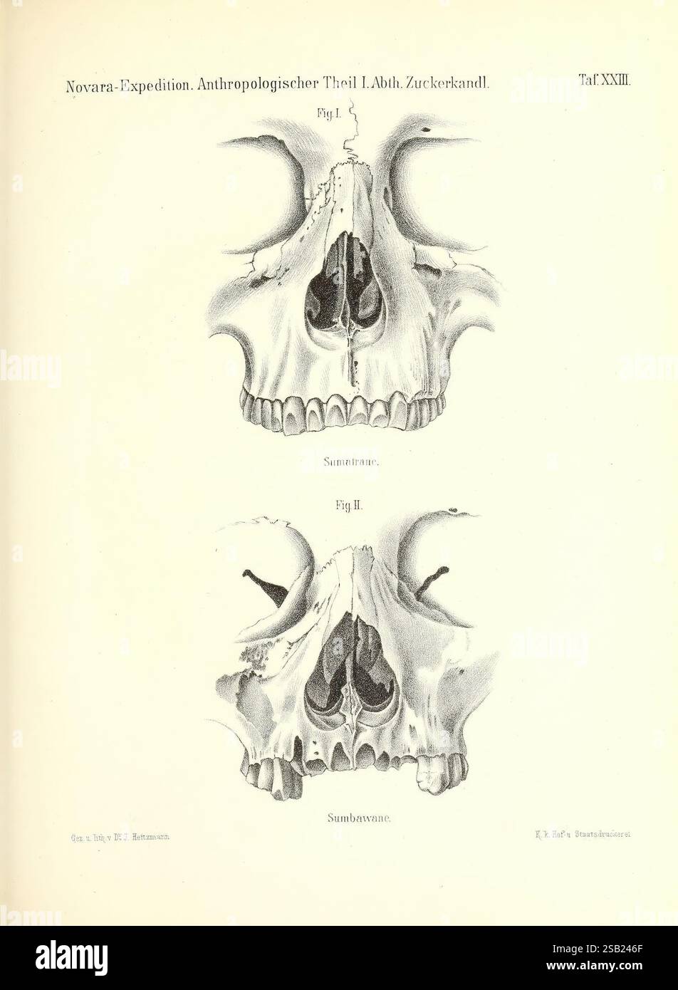 Detailed depictions of skull structures hi-res stock photography and ...
