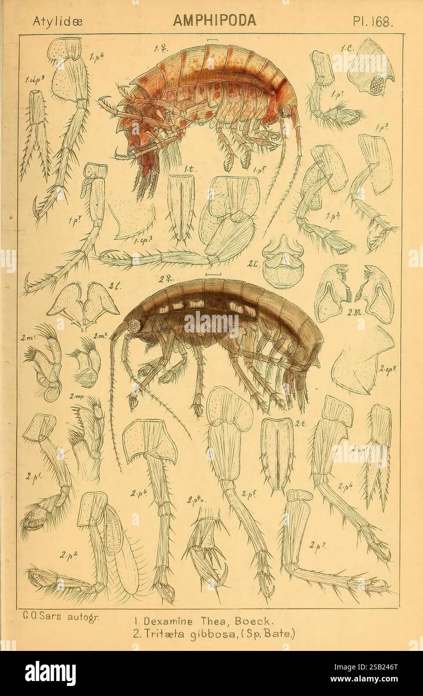 An account of the Crustacea of Norway, Christiania, A. Cammermeyer ...