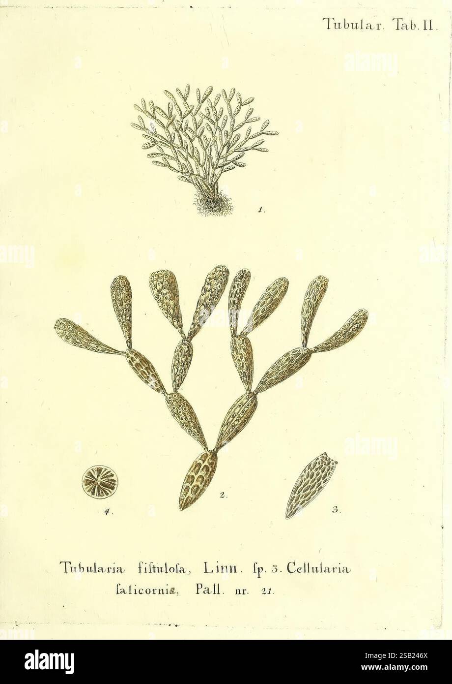 Tubularias morphology hi-res stock photography and images - Alamy