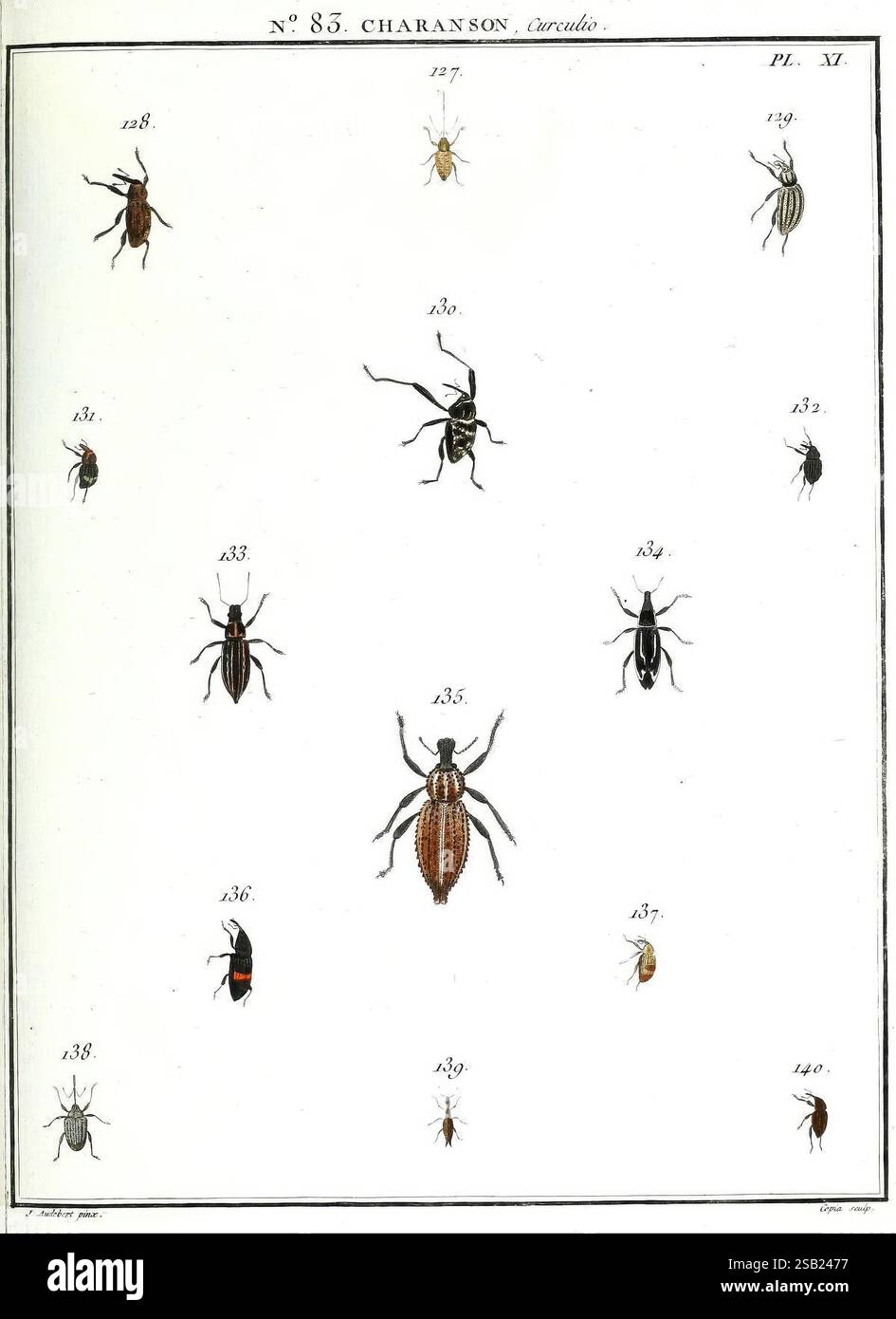 Diverse coloration patterns hi-res stock photography and images - Alamy