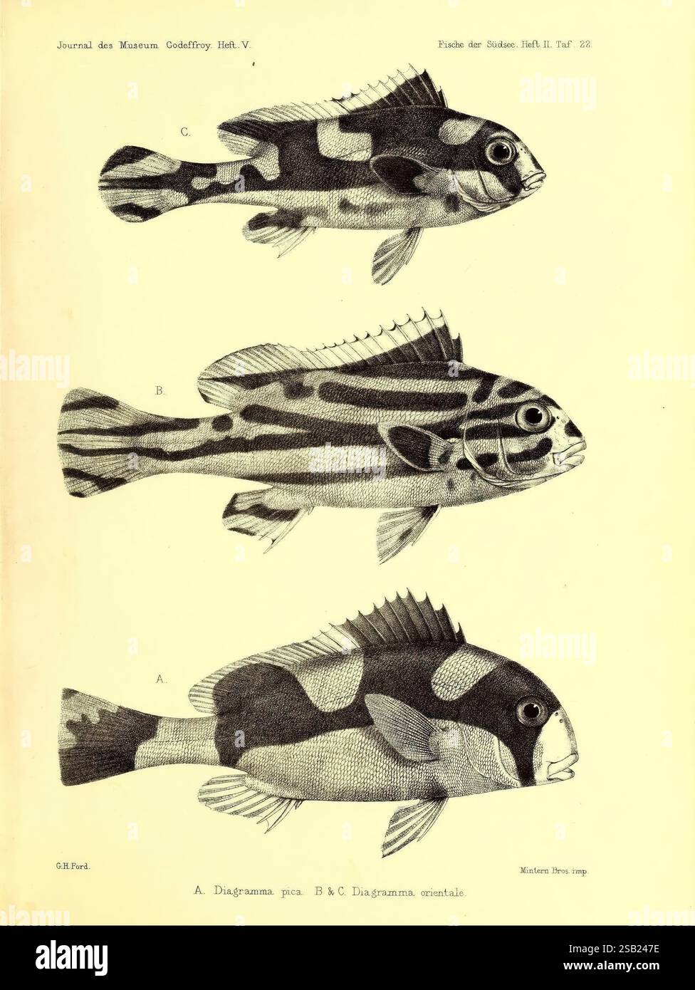 Diagramma pca hi-res stock photography and images - Alamy