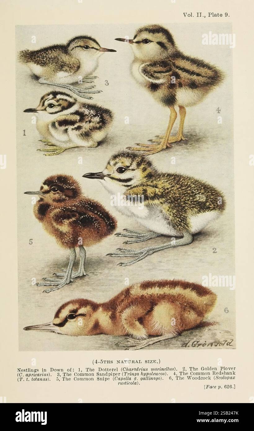 First column depicts four downy chicks hi-res stock photography and ...