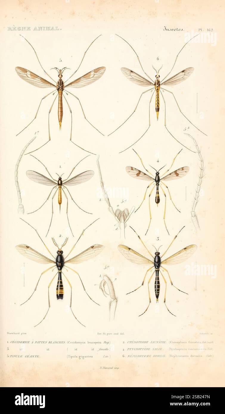 Top row showcases three distinct mosquitoes hi-res stock photography ...