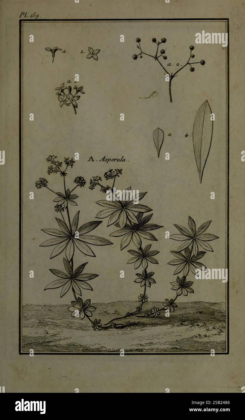 Illustration displays several botanical specimens labeled hi-res stock ...
