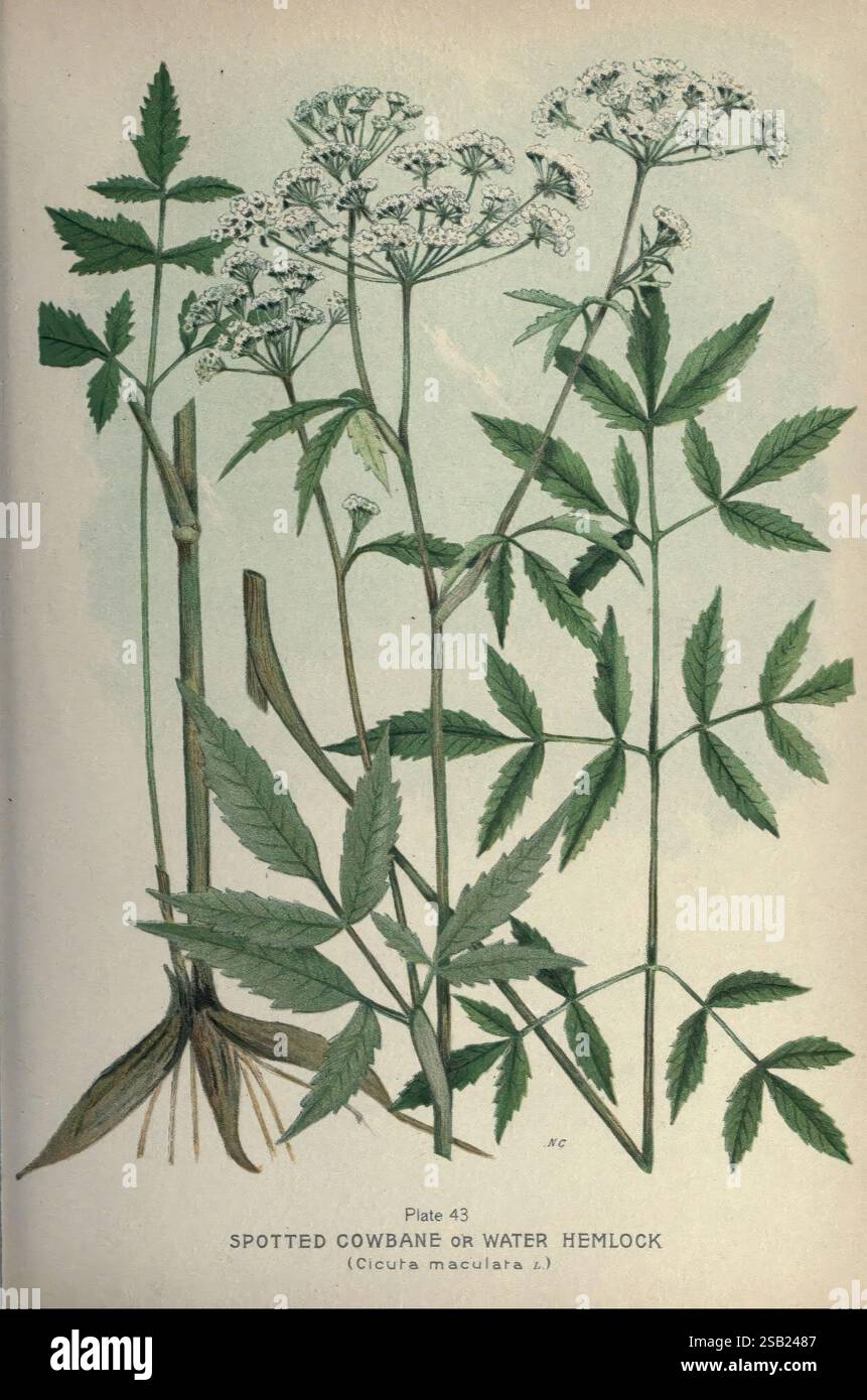 Spotted cowbane hi-res stock photography and images - Alamy