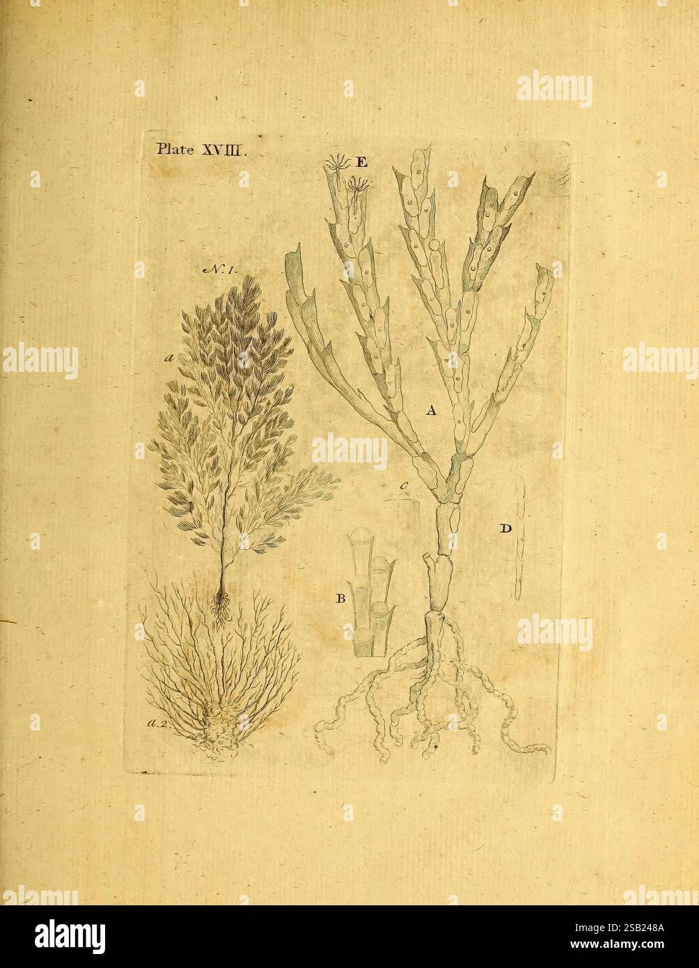 Branching fronds labeled hi-res stock photography and images - Alamy