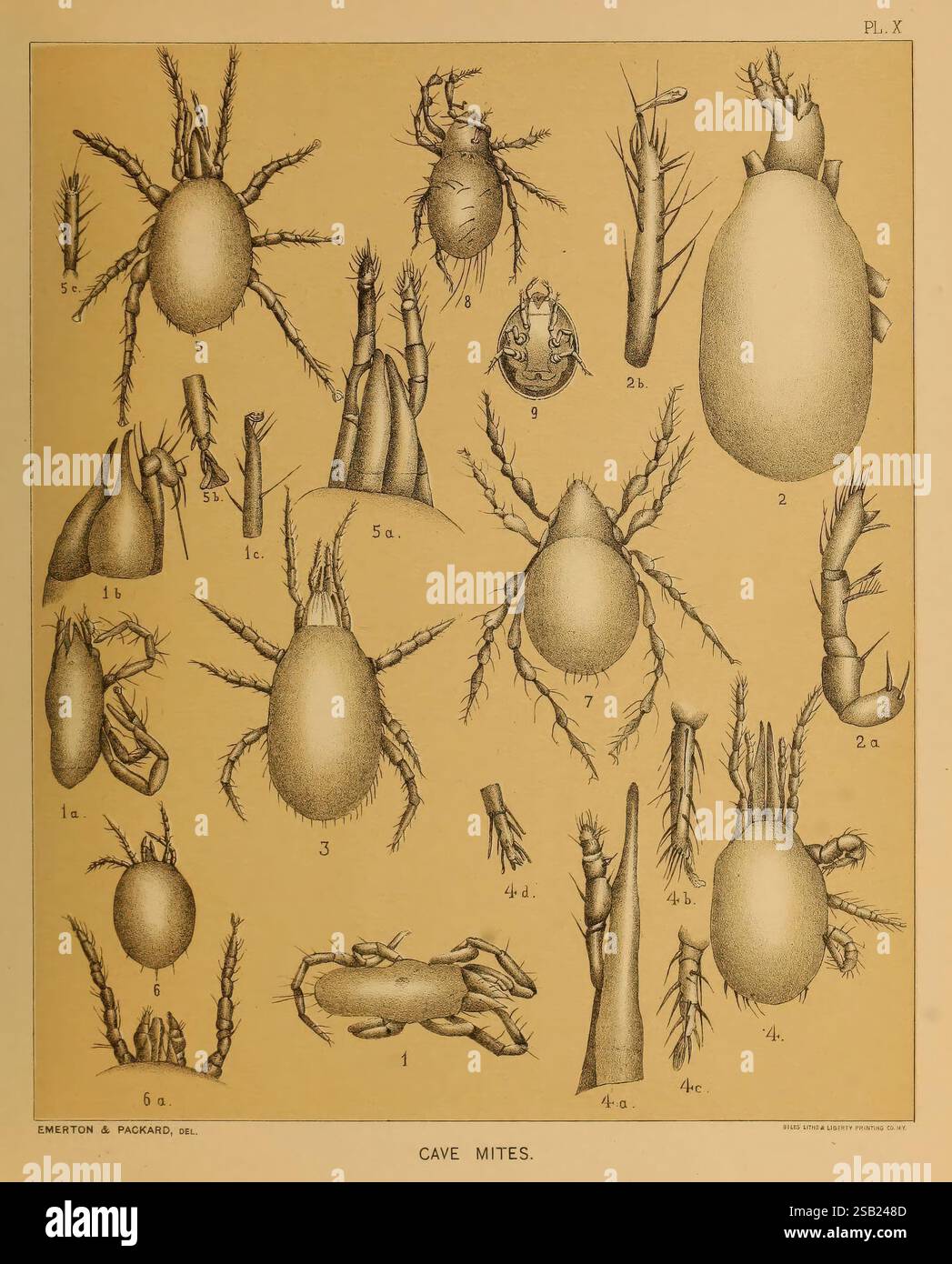The cave fauna of North America, Washington, National Academy of ...