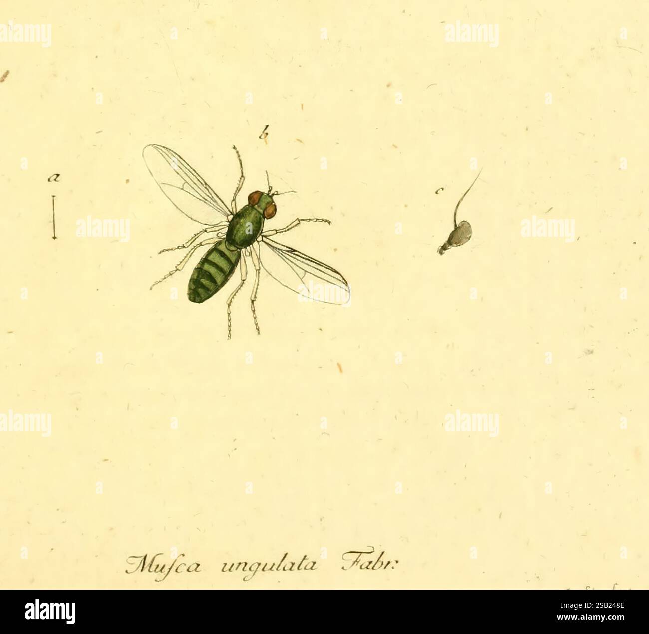 Fauna Germanica, Diptera Nuremberg, s.n, between 1793 and 1805, Diptera ...