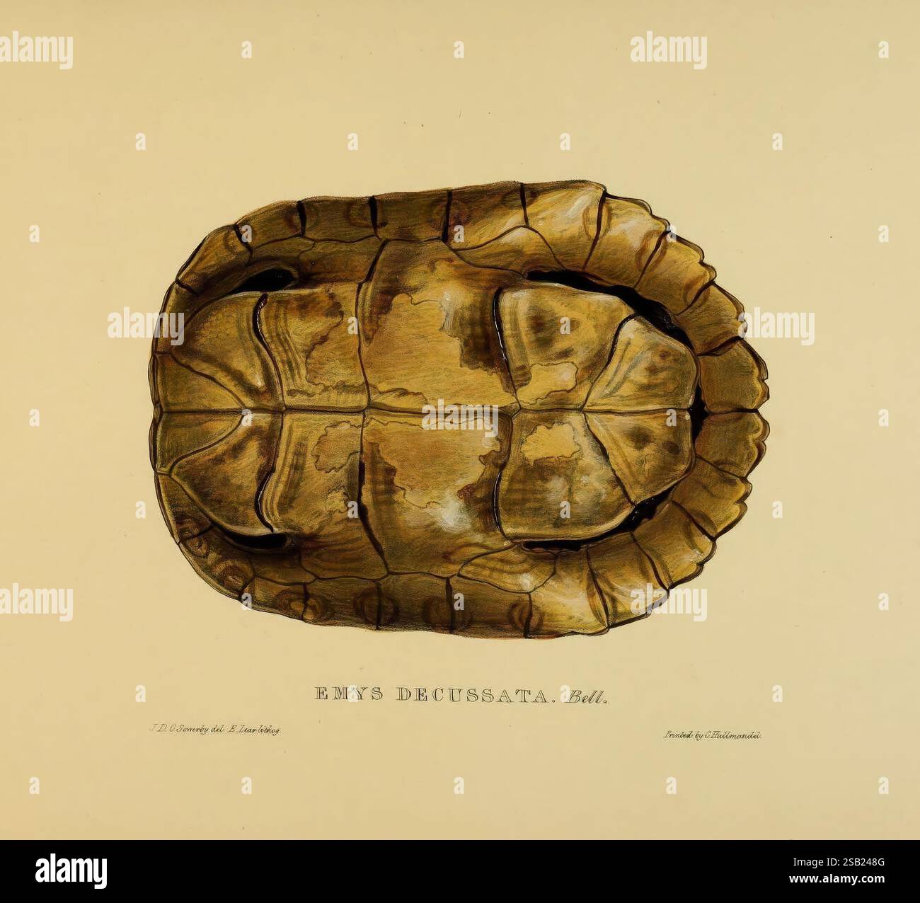 Color palette features soft earthy tones hi-res stock photography and ...