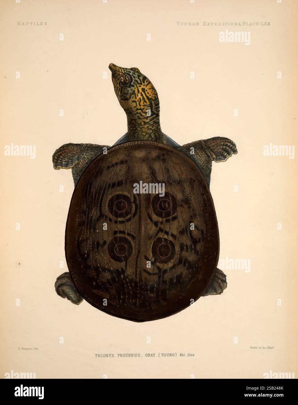 Shell reveals two circular markings hi-res stock photography and images ...