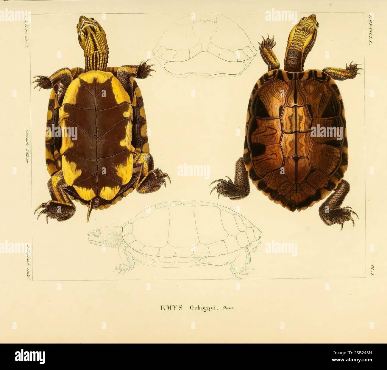 Voyage dans l'Amérique Méridionale, Paris, Pitois-Levrault, 1835-1847 ...