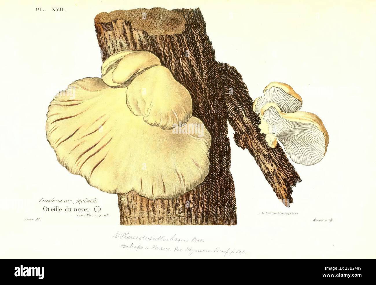 Iconographie des champignons de Paulet New York H. Baillière 1855 ...