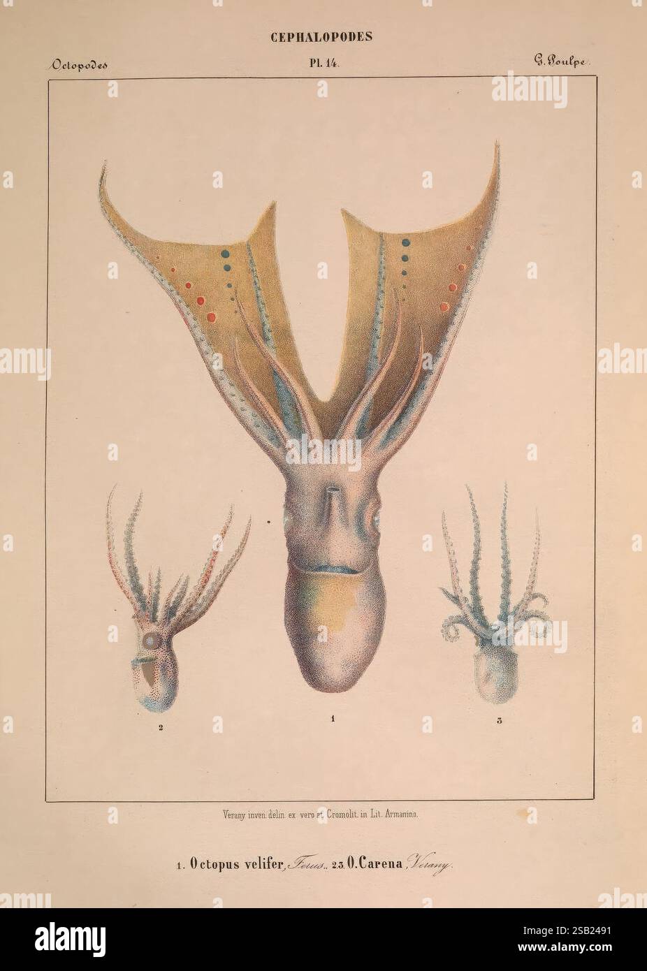 Mollusques, Mediterranean, Ge, Acnes, Impr, des sourds-muets, 1851 ...