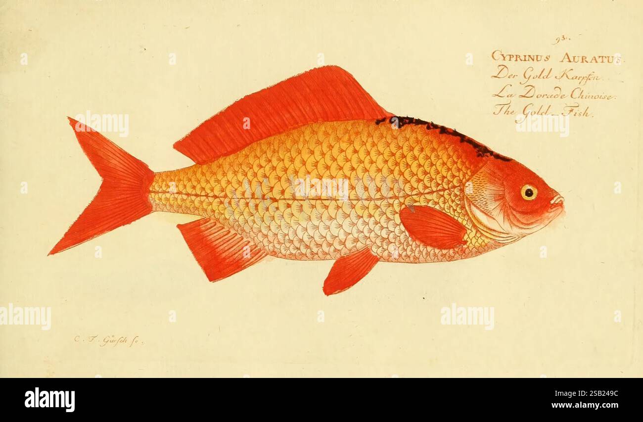 Showcasing delicate fin structures hi-res stock photography and images ...