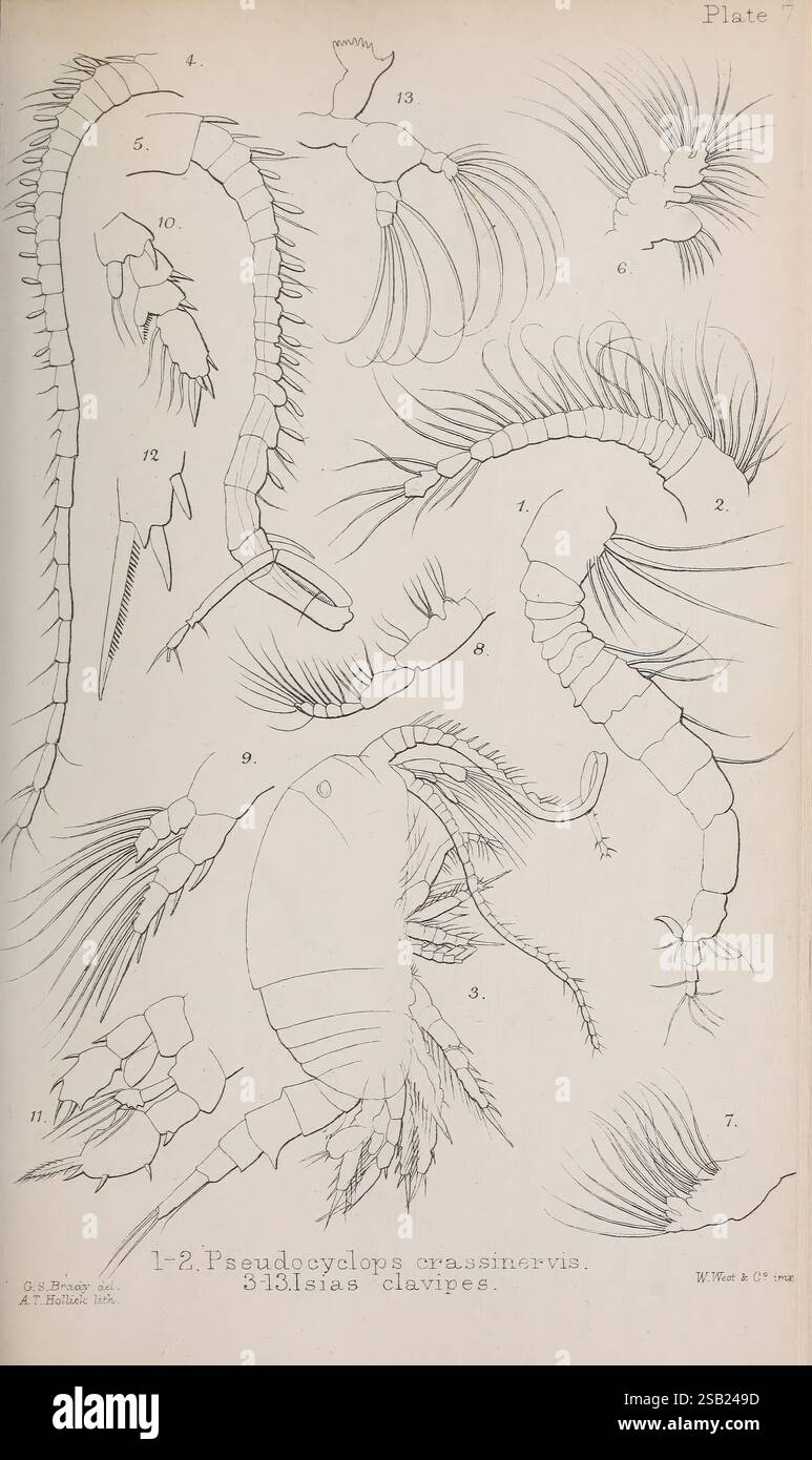 Pseudocyclops crassicornis hi-res stock photography and images - Alamy