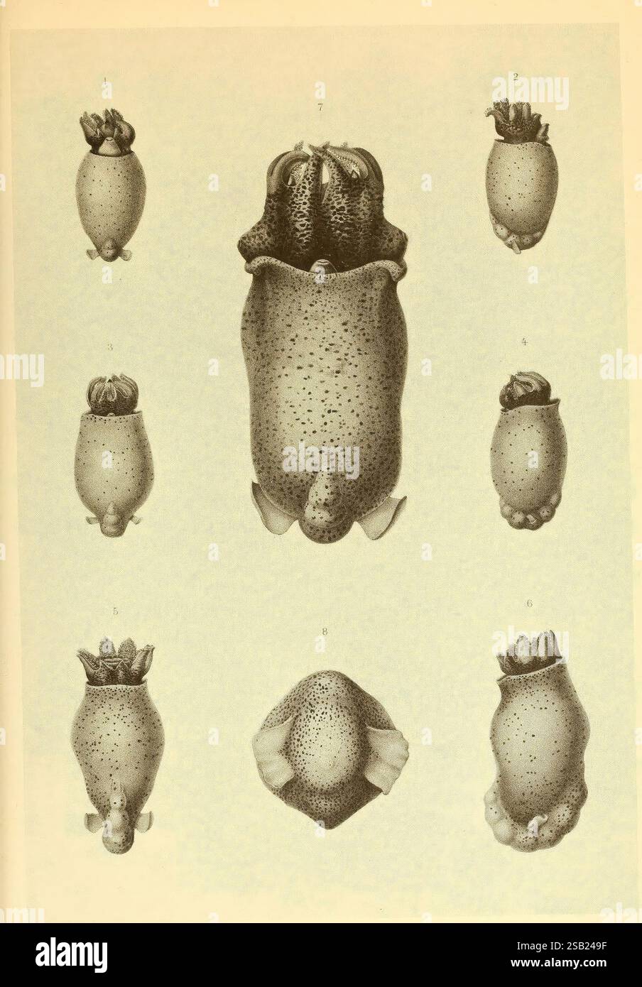 The Cephalopod Atlas, 1975. Cephalopoda Spirula, The visual composition ...