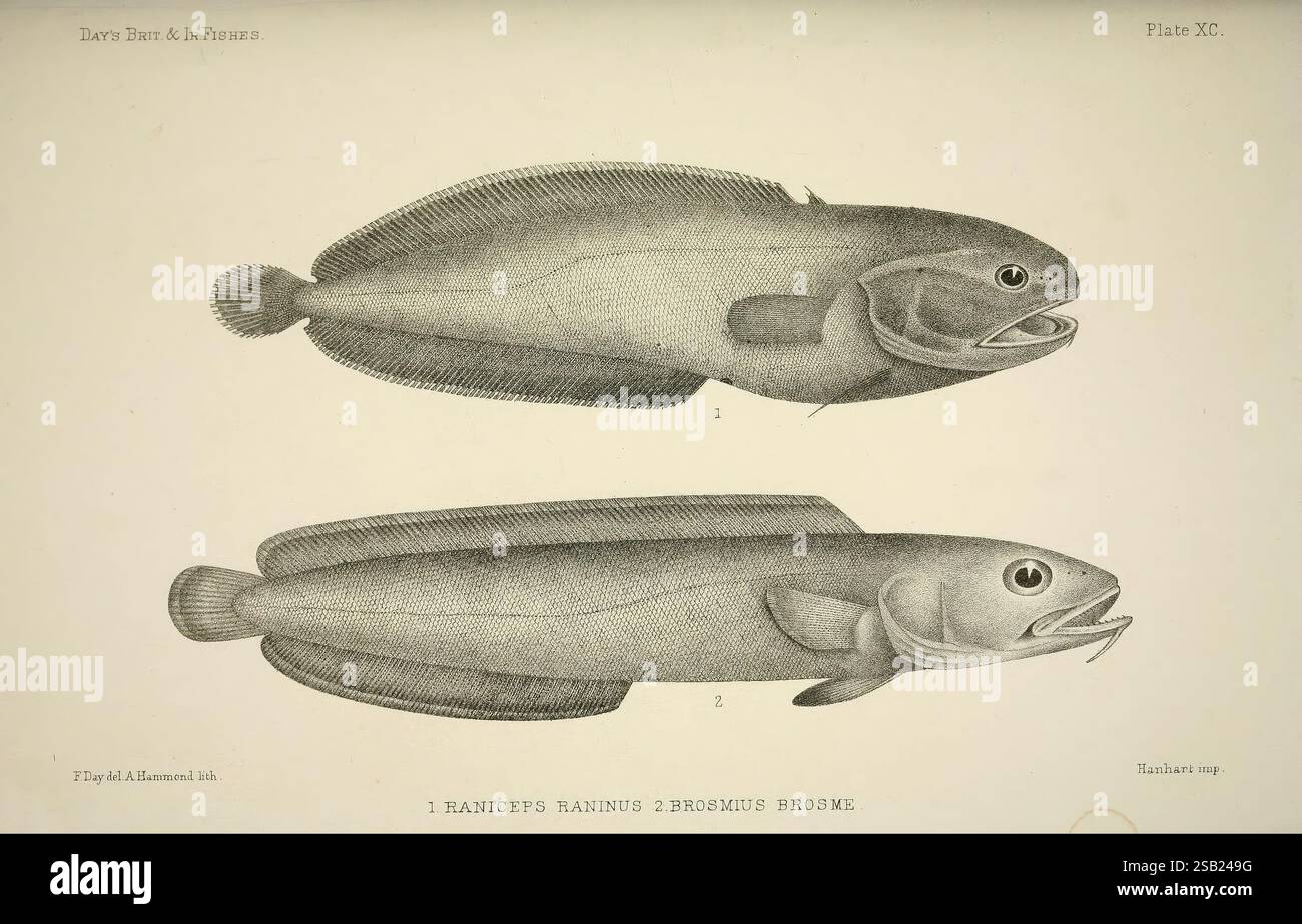 The fishes of Great Britain and Ireland, Edinburgh, 1880-1884, Great ...