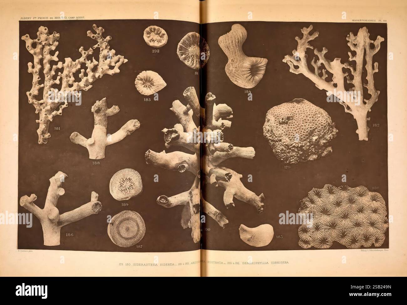 Representing different coral species hi-res stock photography and ...