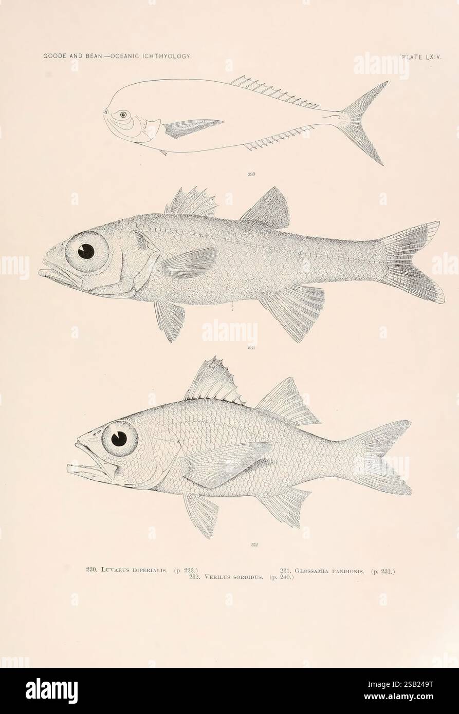 Oceanic ichthyology, Volume 22, Atlas, Cambridge, U.S.A, 1896, Atlantic ...