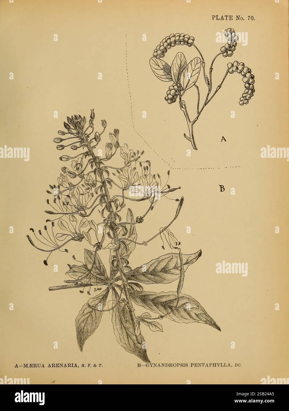 Illustration features two botanical specimens identified hi-res stock ...