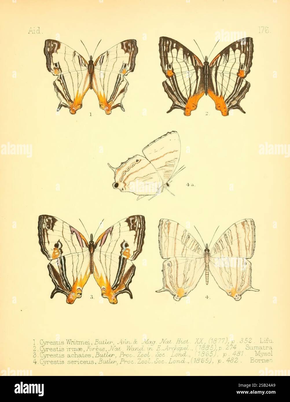Bottom section features two smaller butterflies hi-res stock ...