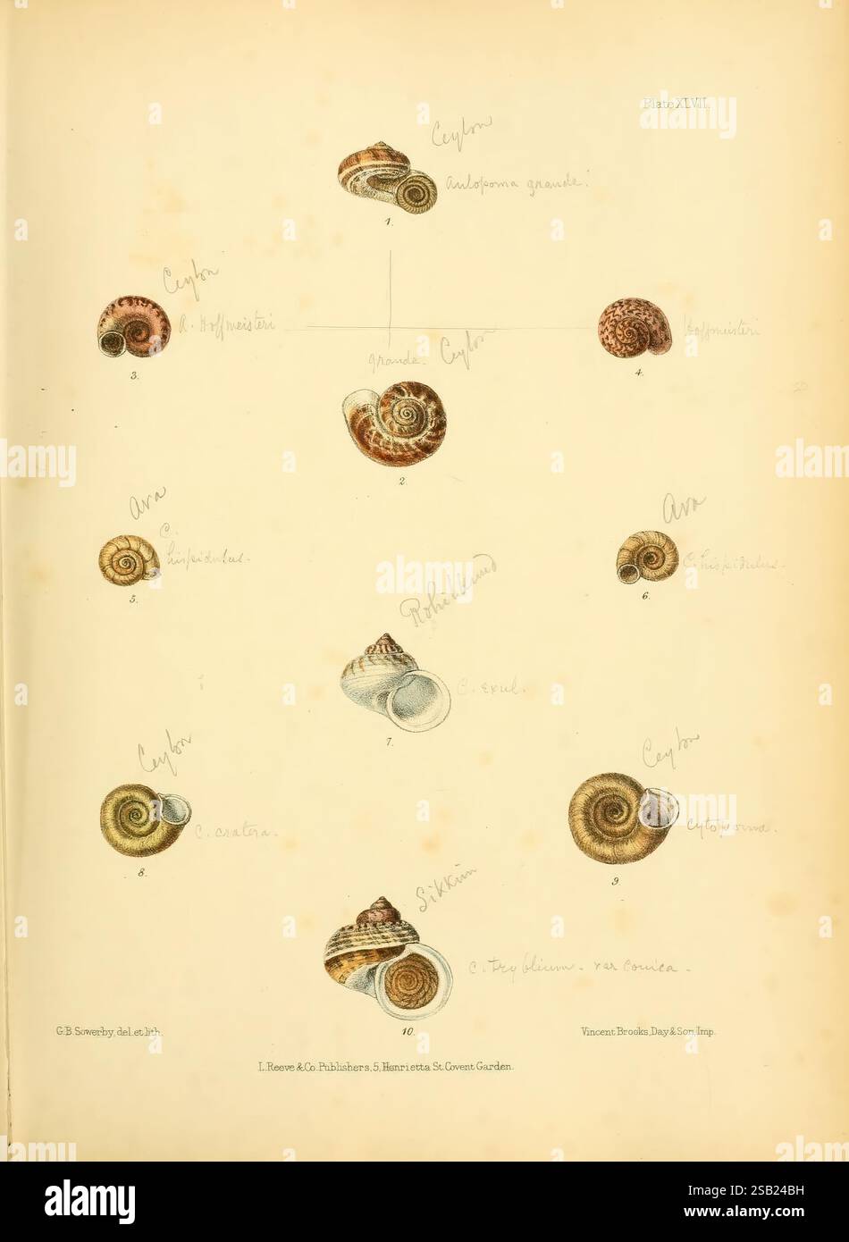 Series of eight distinct shells hi-res stock photography and images - Alamy