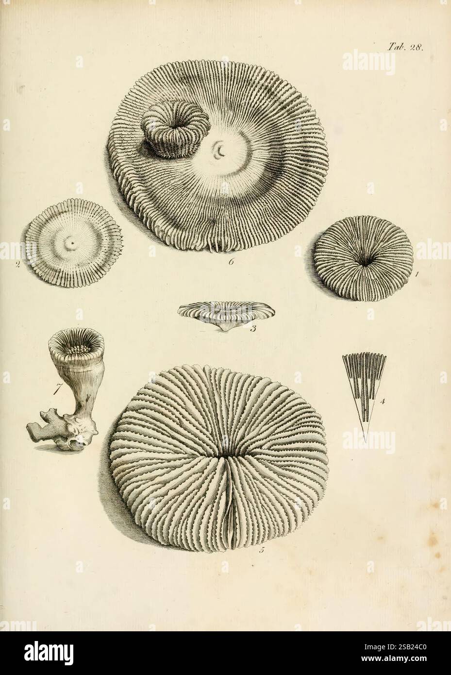 Prominent concentric ridges hi-res stock photography and images - Alamy