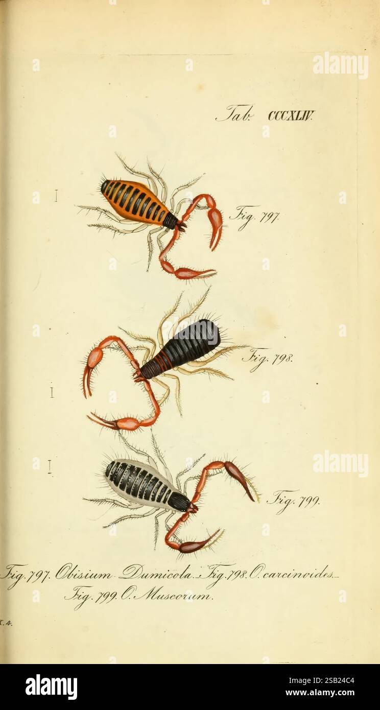 Die Arachniden, Nürnberg, In der C. H. Zeh'schen Buchhandlung, 1831 ...
