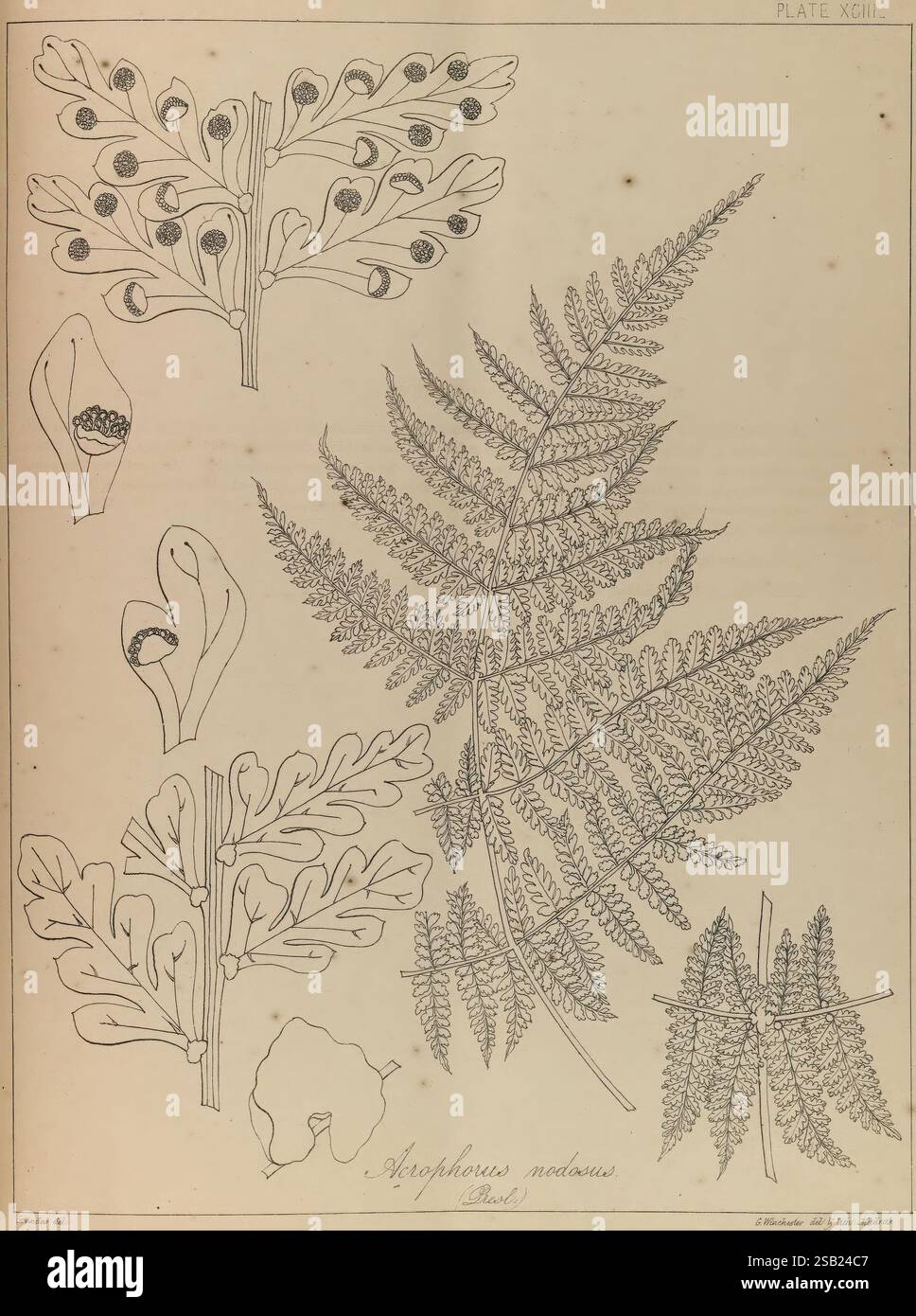 The, ferns, of, British, India, Madras, printed, by, Gantz, Brothers ...