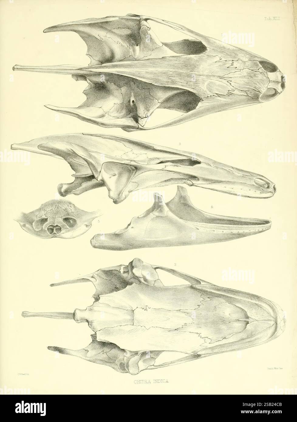 Species cethosia indica hi-res stock photography and images - Alamy