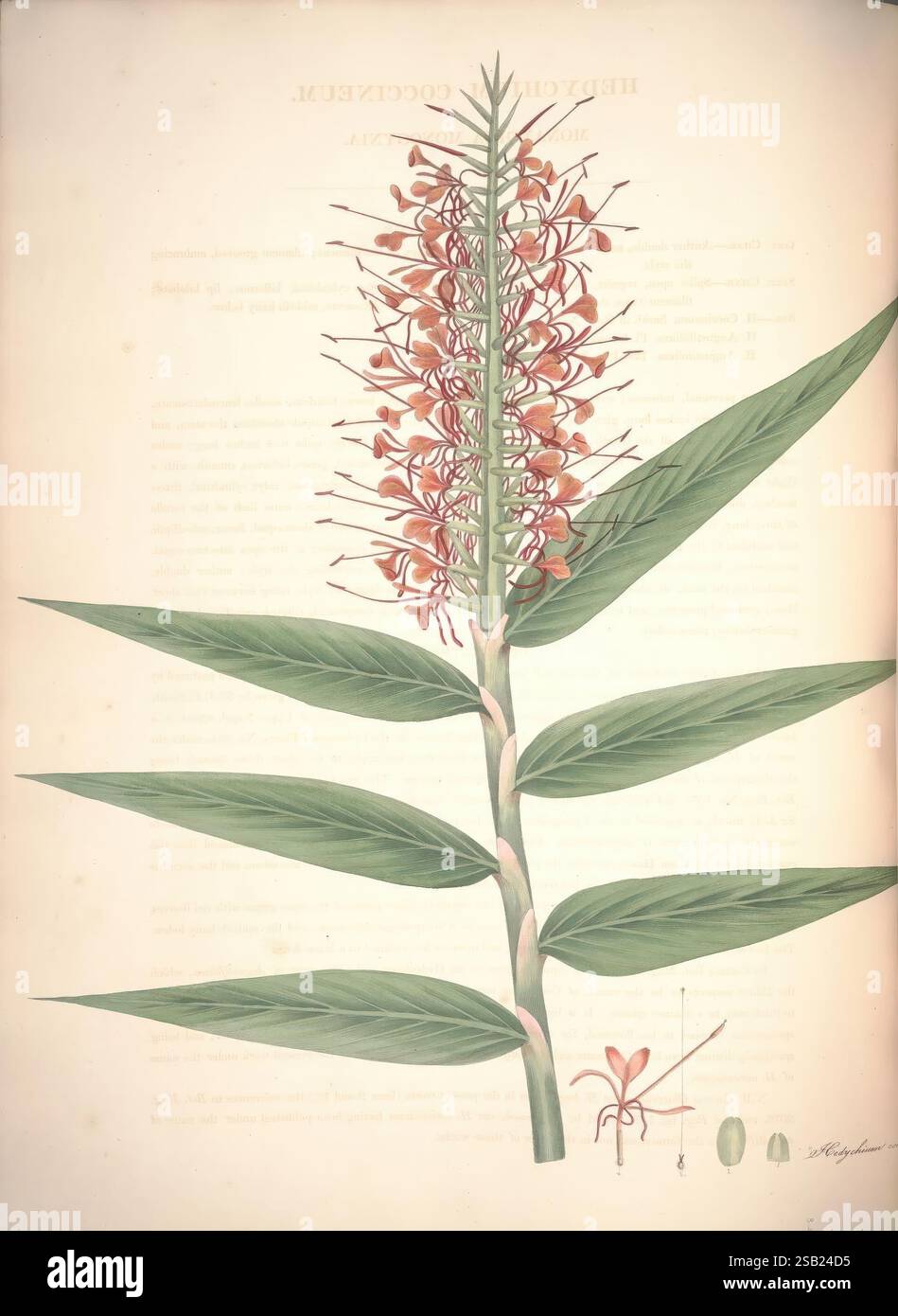 Dense spike formation hi-res stock photography and images - Alamy