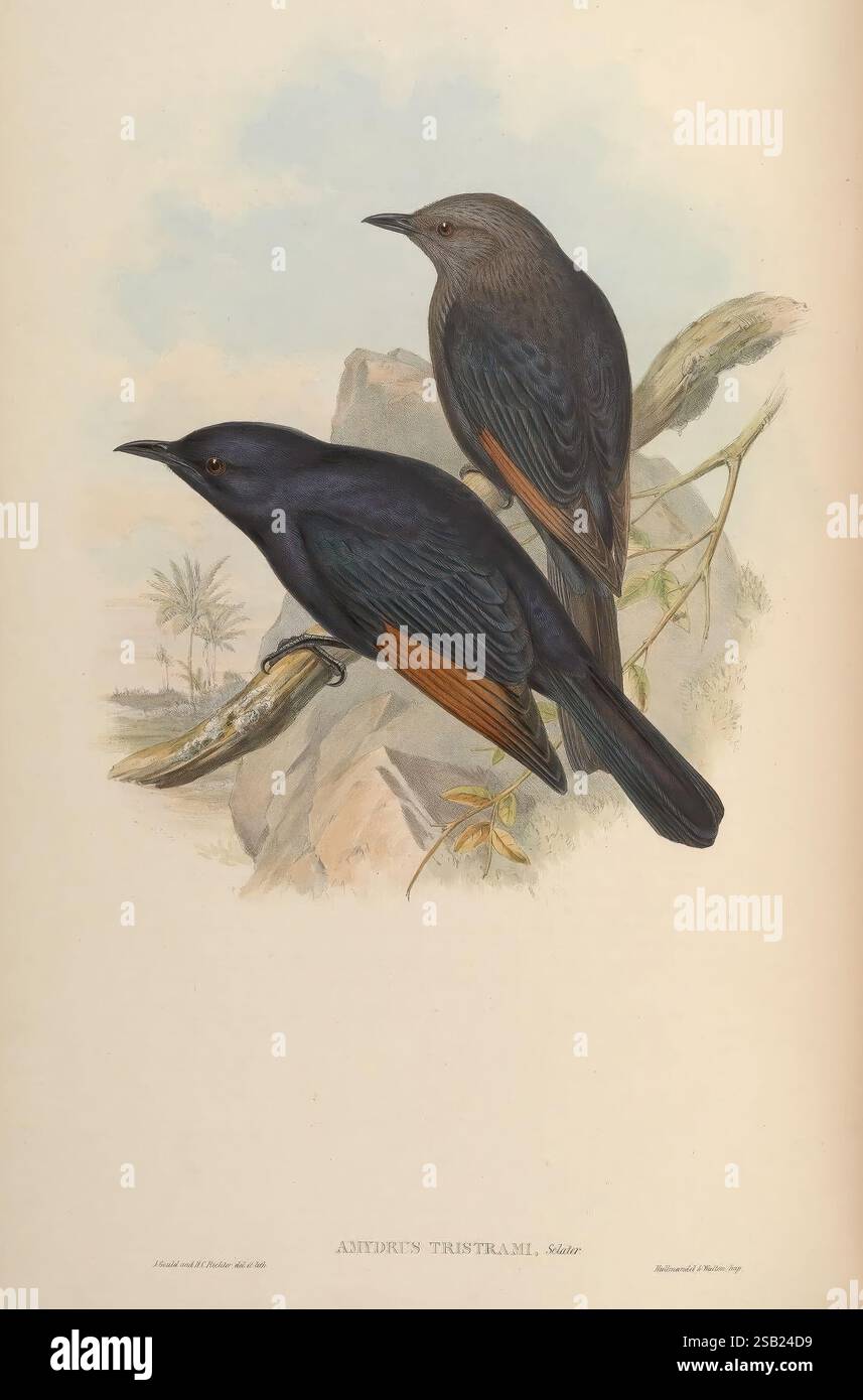 Bird features iridescent blue markings hi-res stock photography and ...