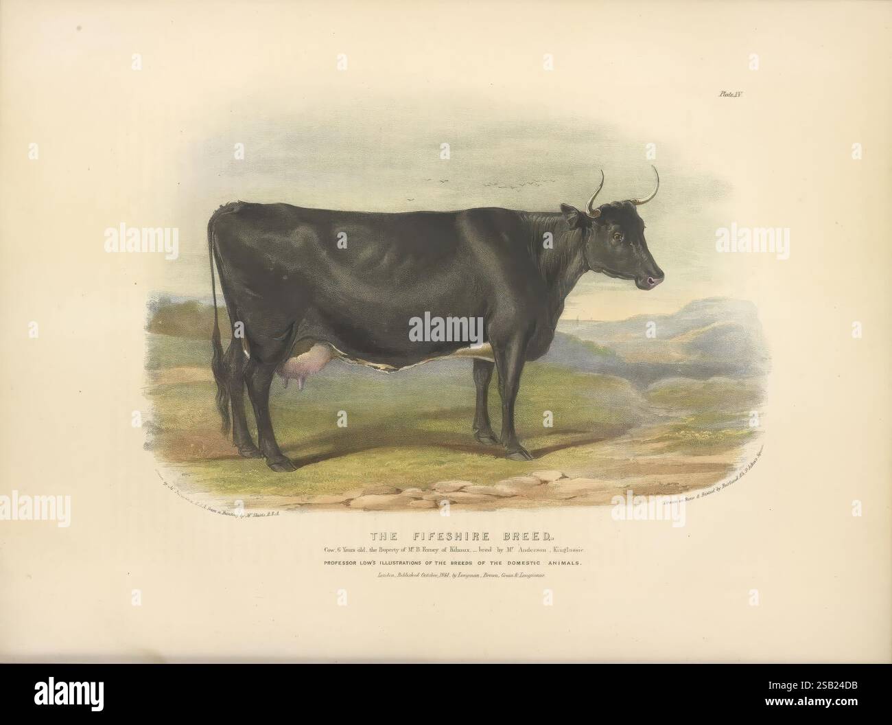 The, breeds, of, the, domestic, animals, of, the, British, Islands ...