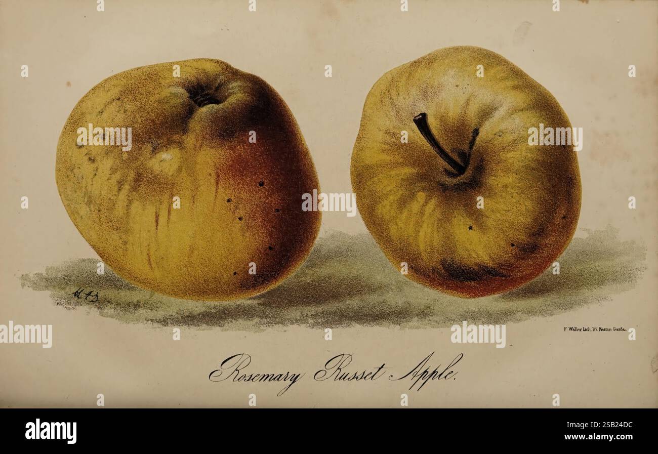 Stylized depiction of two elegantly hi-res stock photography and images ...