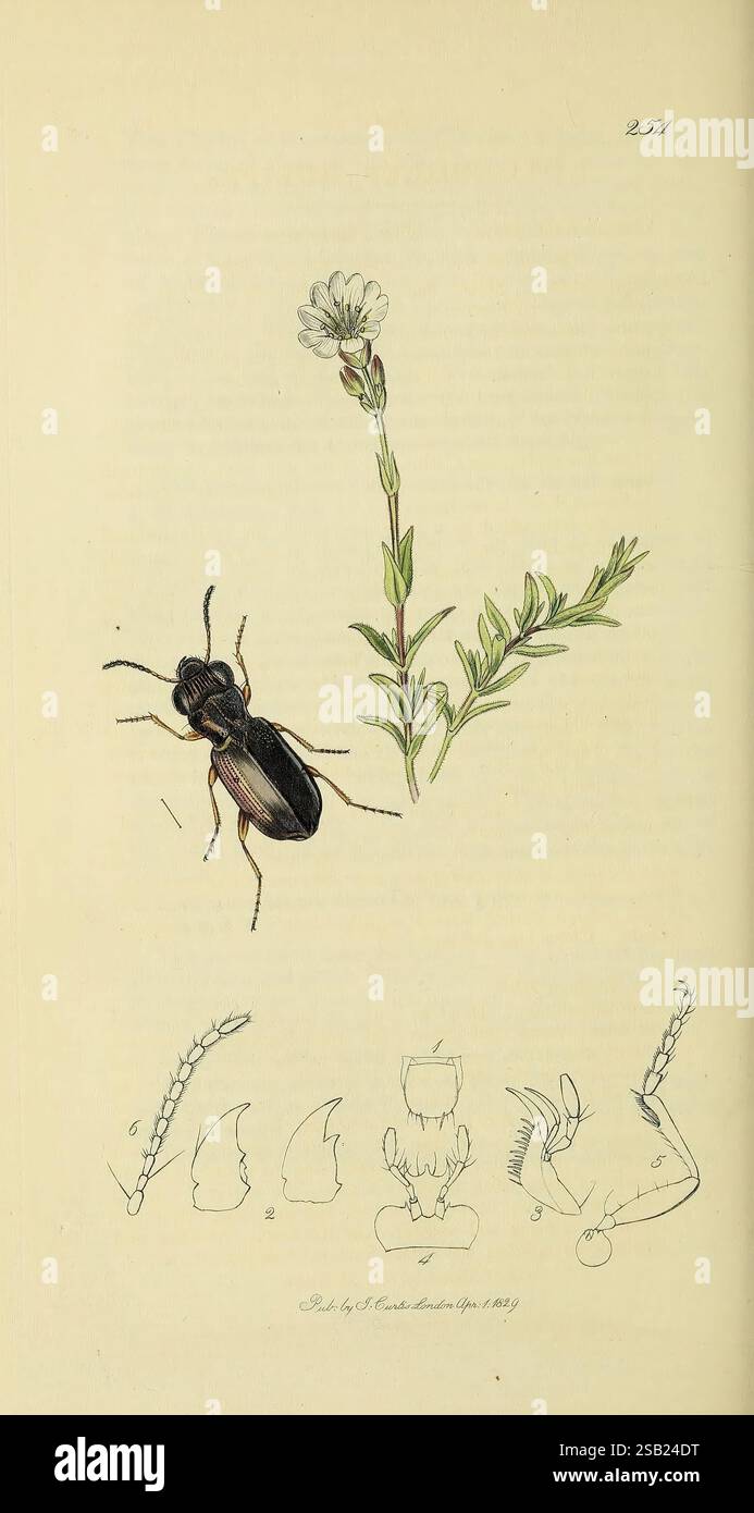 Black beetle prominently hi-res stock photography and images - Alamy