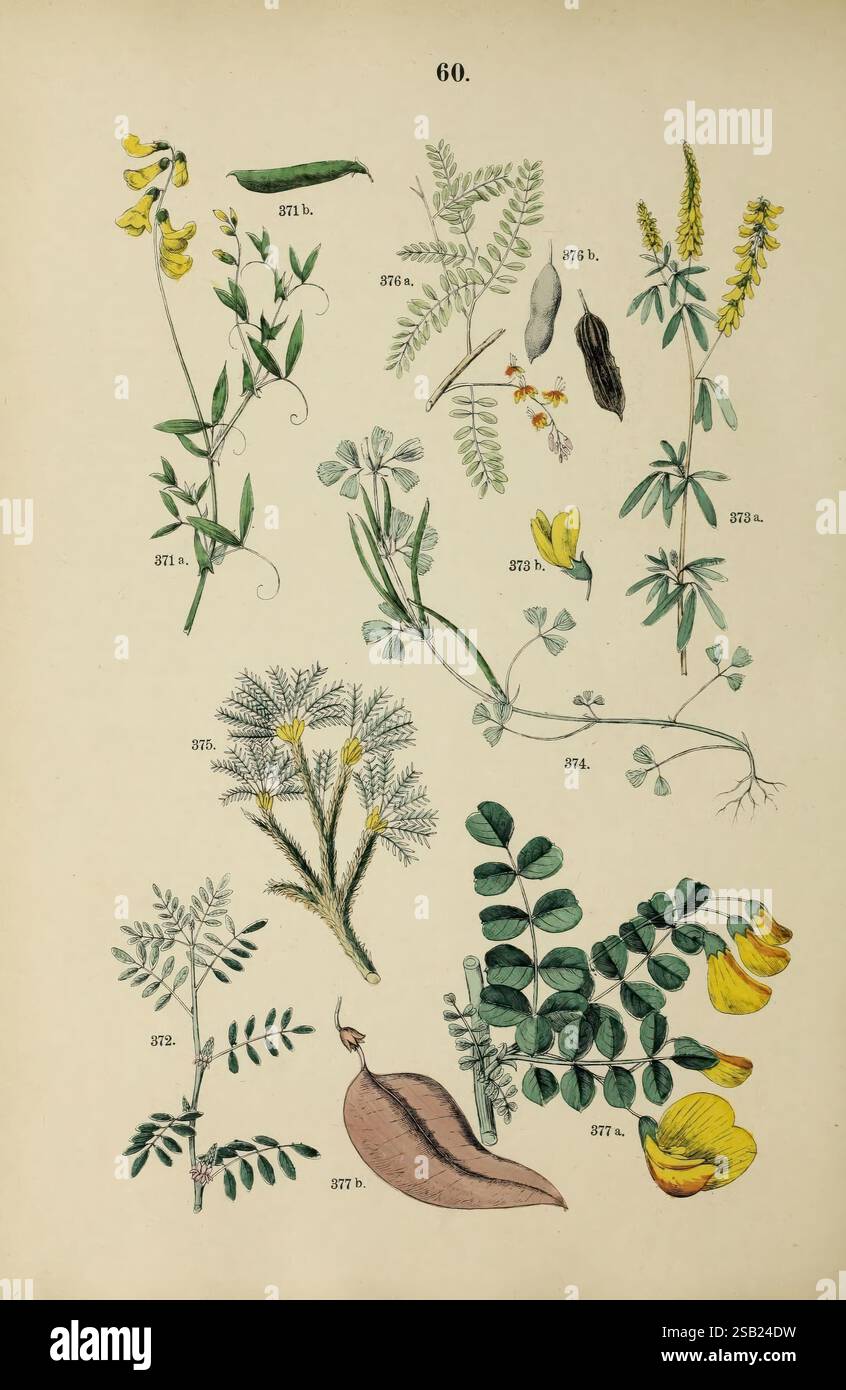 Various plant species labeled hi-res stock photography and images - Alamy