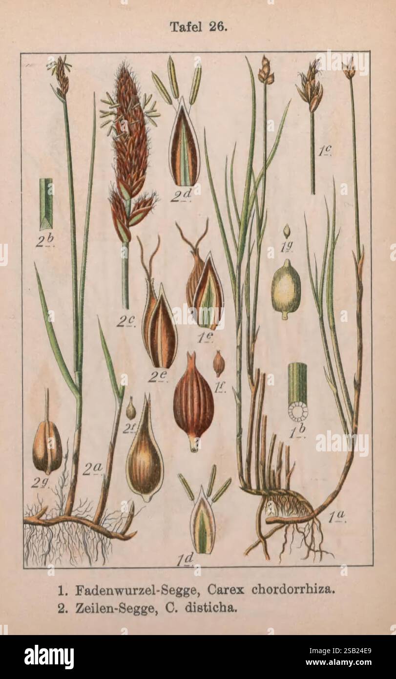 J. Sturms Flora von Deutschland, Stuttgart, K. G. Lutz, 1900-1907 ...