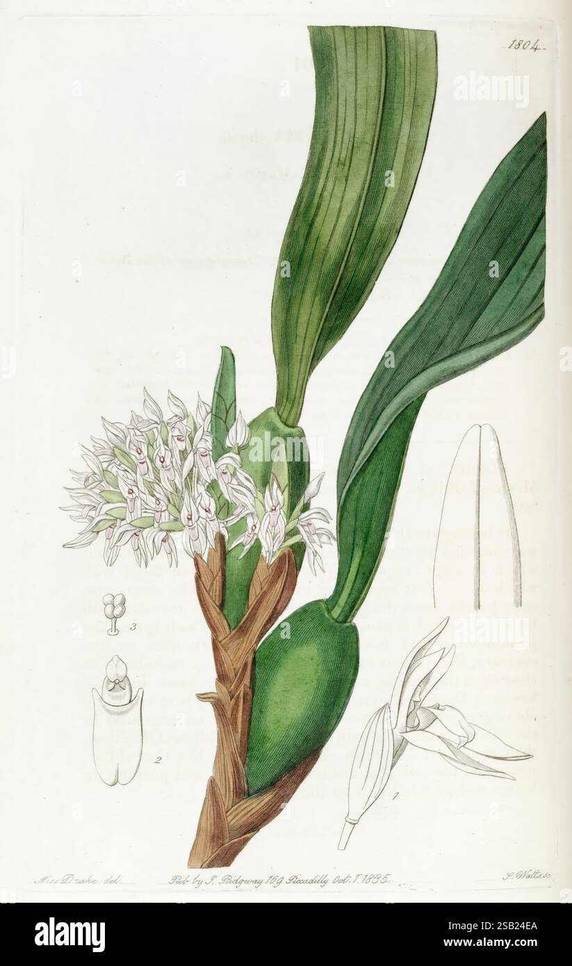 Plant introduction plants ornamental 64 sarah ann drake 2 women hi-res ...