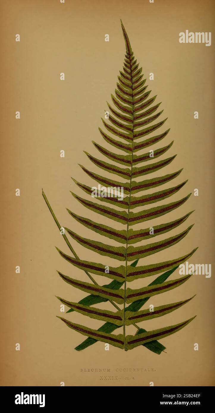 Delicate fern showcases hi-res stock photography and images - Alamy