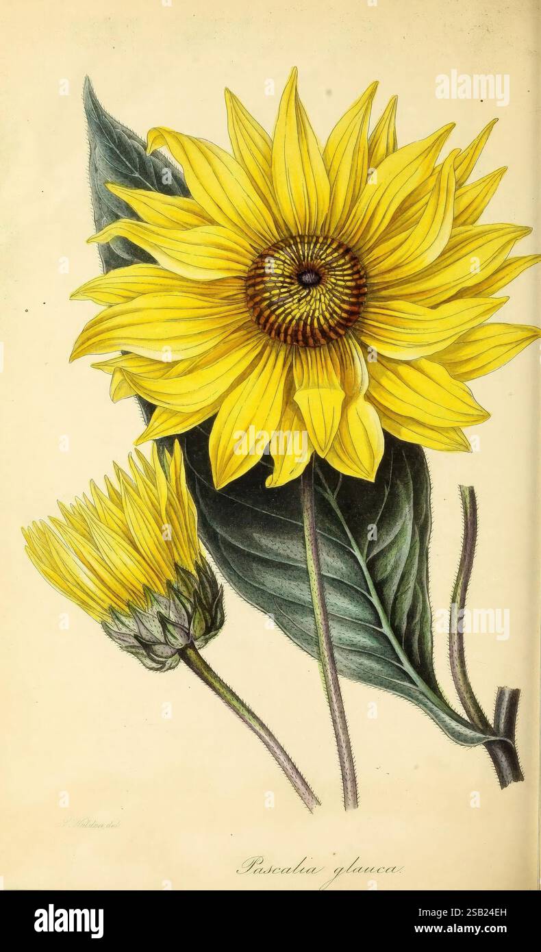 Budding flowers stands hi-res stock photography and images - Alamy