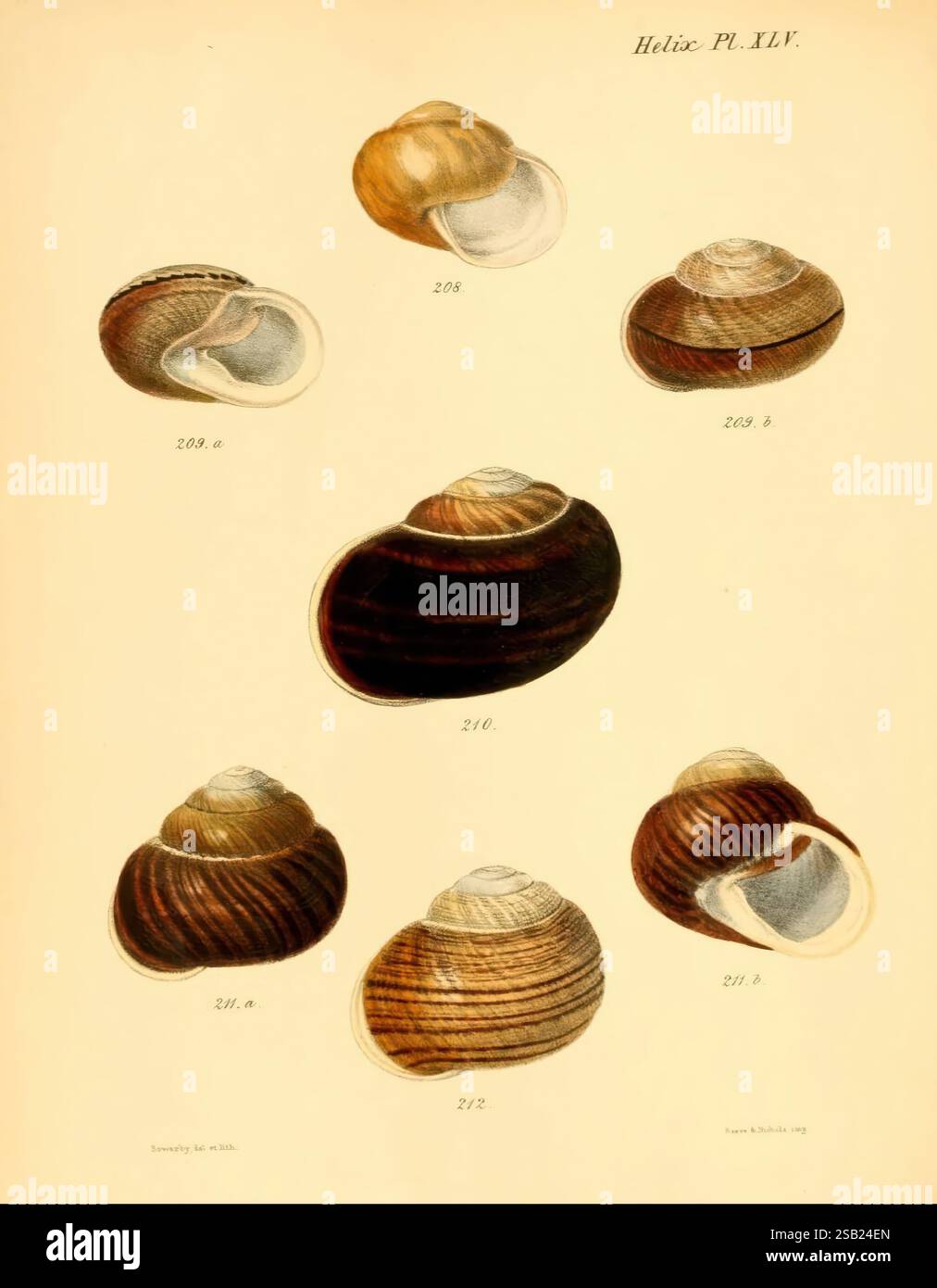 Two intricate snail shells hi-res stock photography and images - Alamy