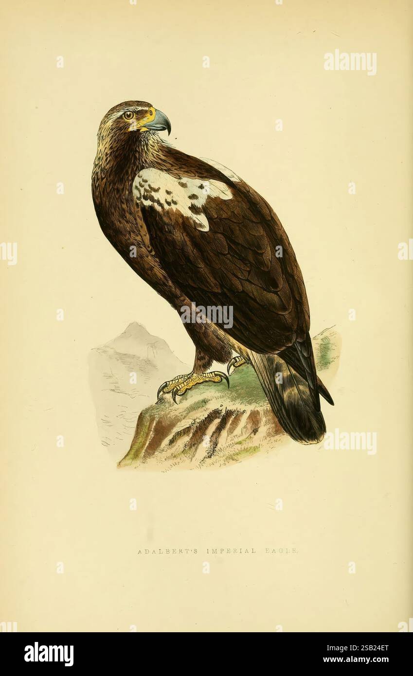 Hooked beak convey strength hi-res stock photography and images - Alamy