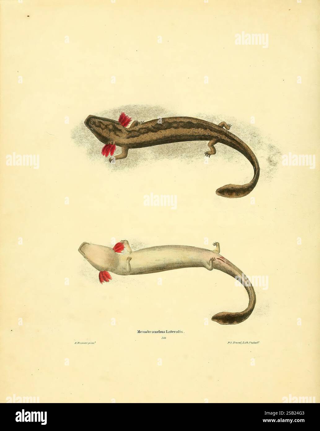 Two aquatic salamanders hi-res stock photography and images - Alamy