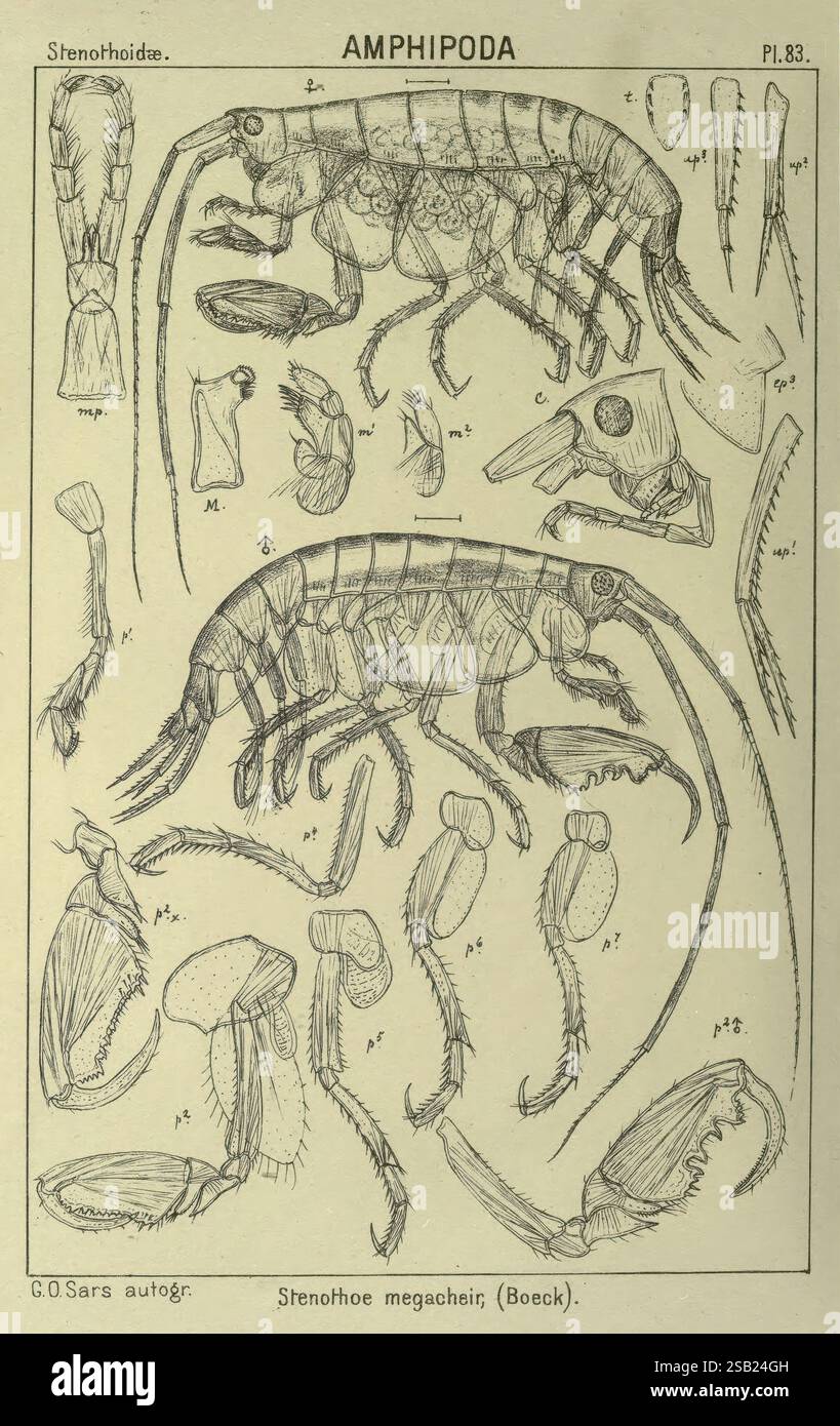 An account of the Crustacea of Norway, v.1. Amphipoda plates ...