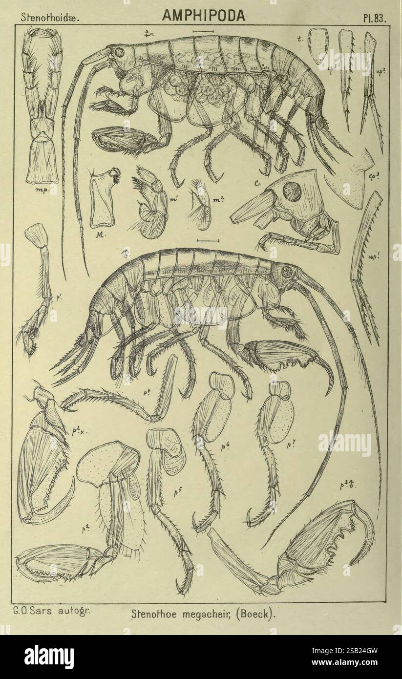 An account of the Crustacea of Norway, v.1 Amphipoda (plates ...