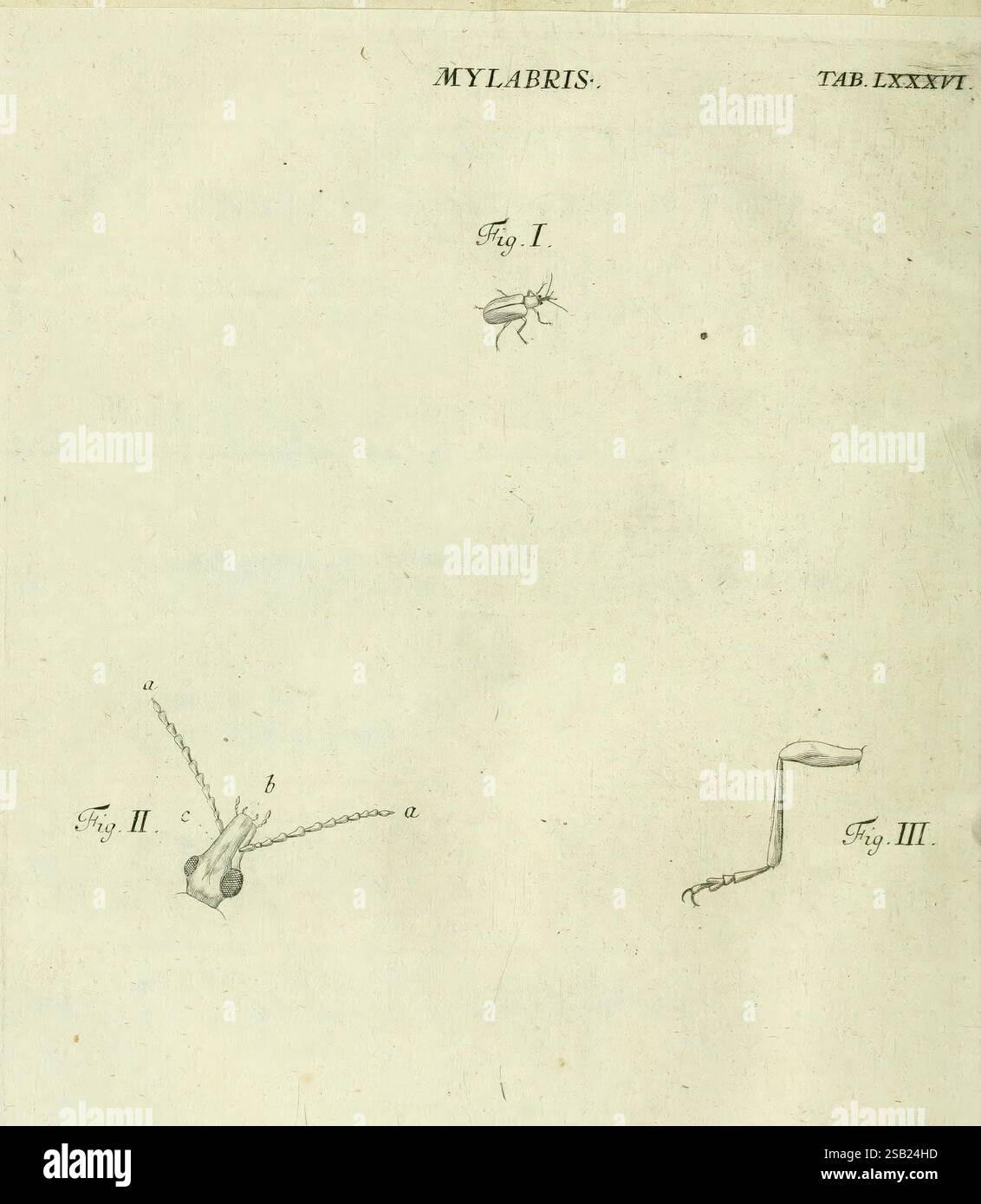 Arthropoda pictorial works woodshole hi-res stock photography and ...