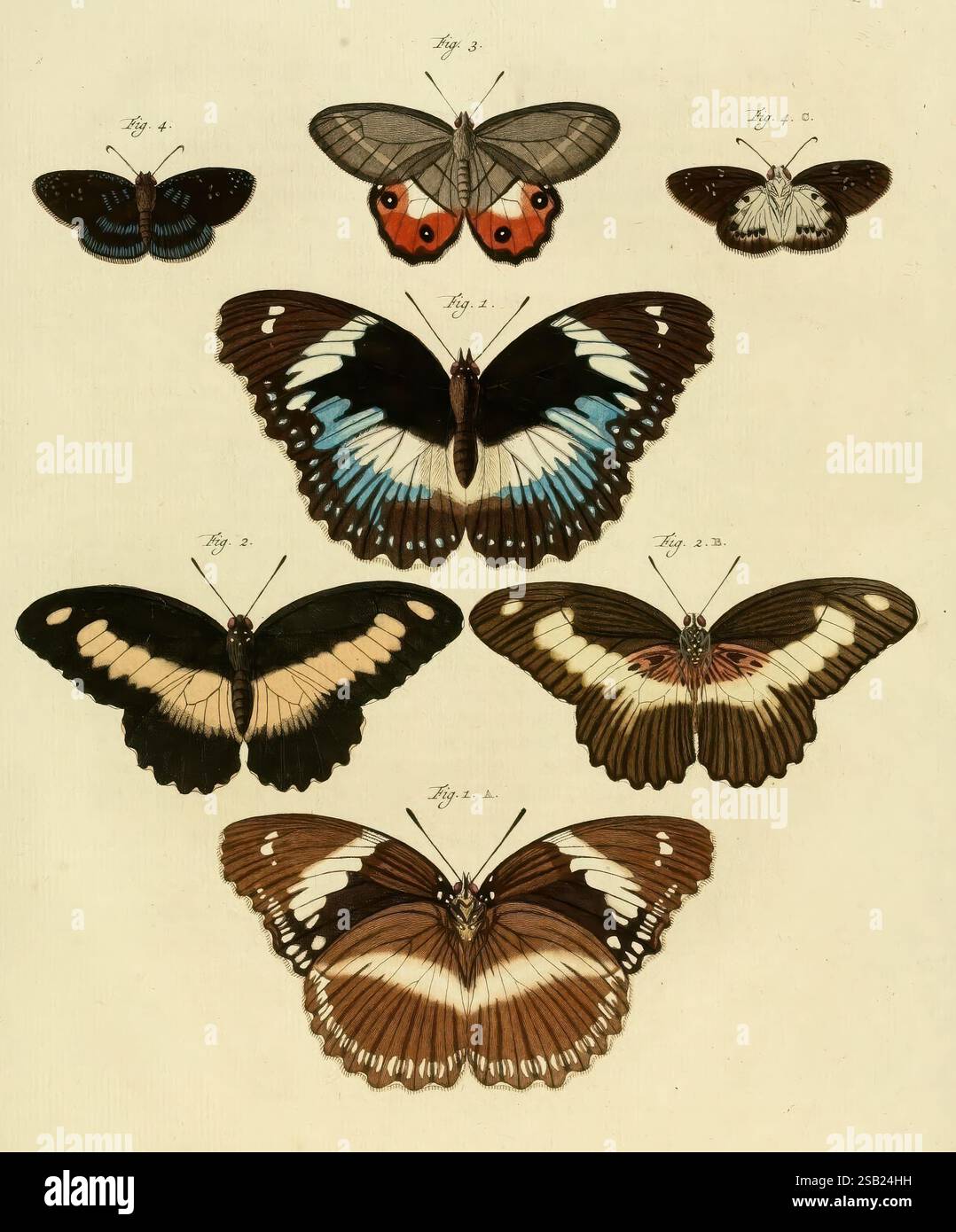 Featuring distinct wing patterns hi-res stock photography and images ...