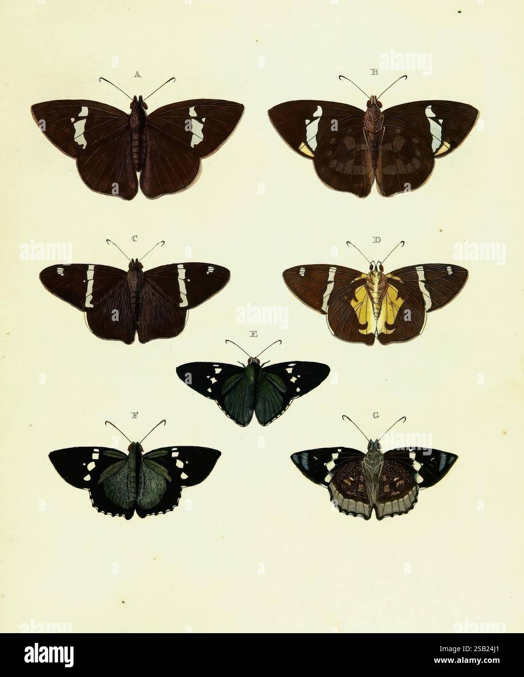 Seven distinct butterfly species hi-res stock photography and images ...